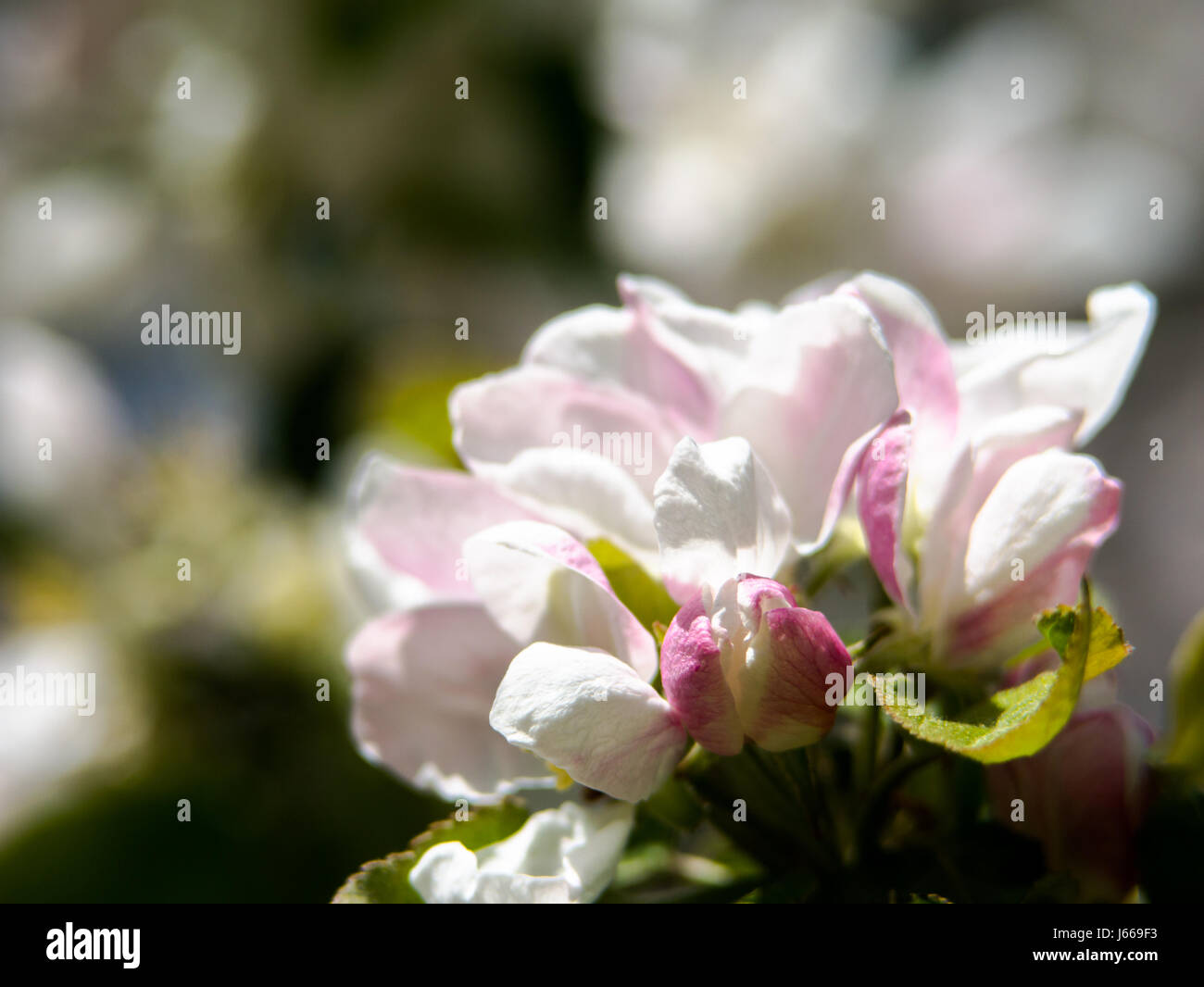 Seed bearing hi-res stock photography and images - Alamy