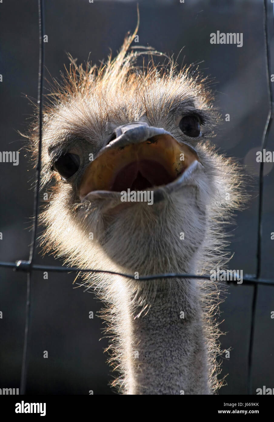 animal bird birds beak funny beaks grating grate grid grille comic ...