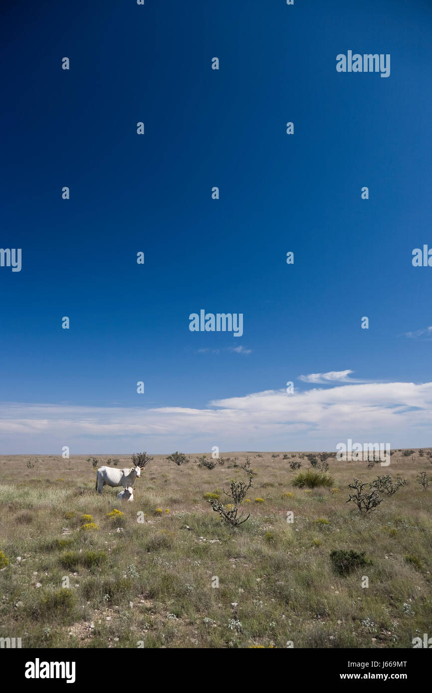 white cows arizona usa Stock Photo - Alamy