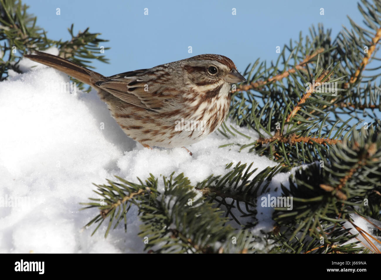 tree winter bird snow coke cocaine material drug anaesthetic addictive ...