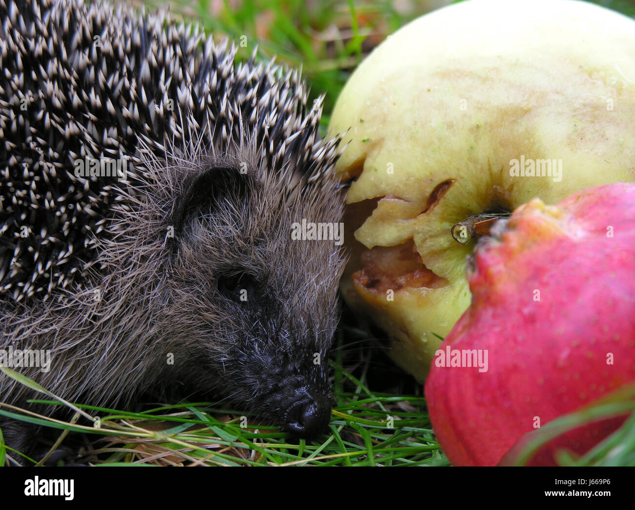 Hedgehog eating apples hi-res stock photography and images - Alamy