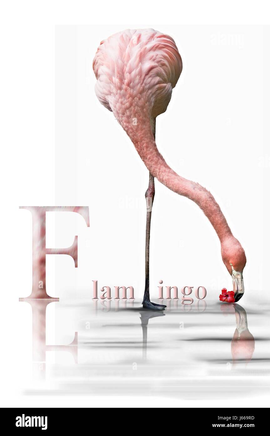 flamingo we learn the alphabet Stock Photo - Alamy