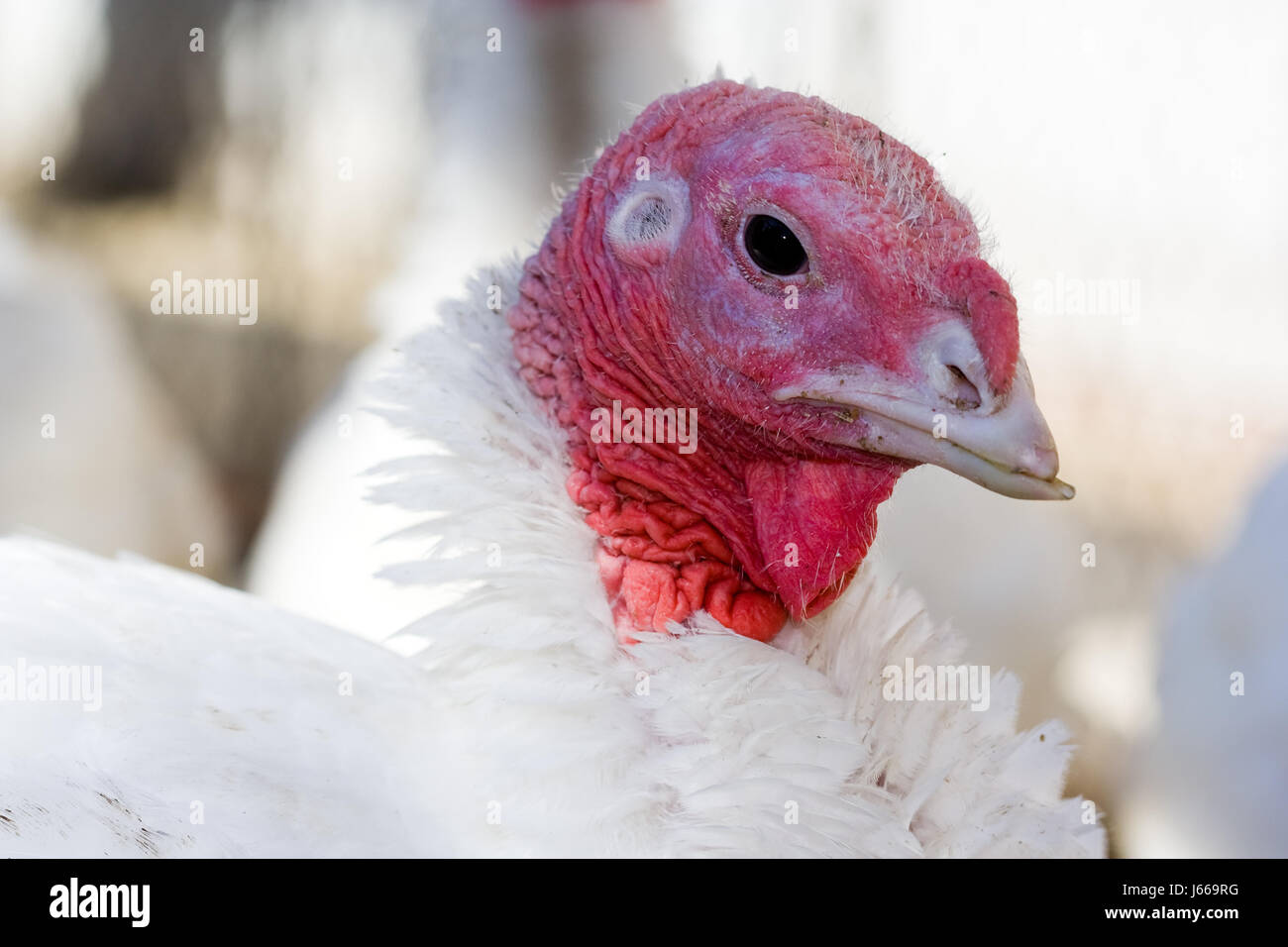 bird turkey big large enormous extreme powerful imposing immense ...