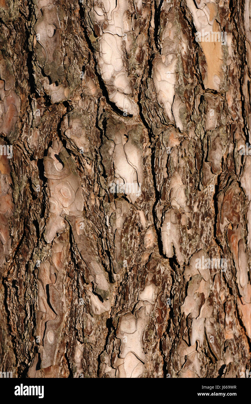 detail closeup tree wood trunk bark backdrop background natural macro ...