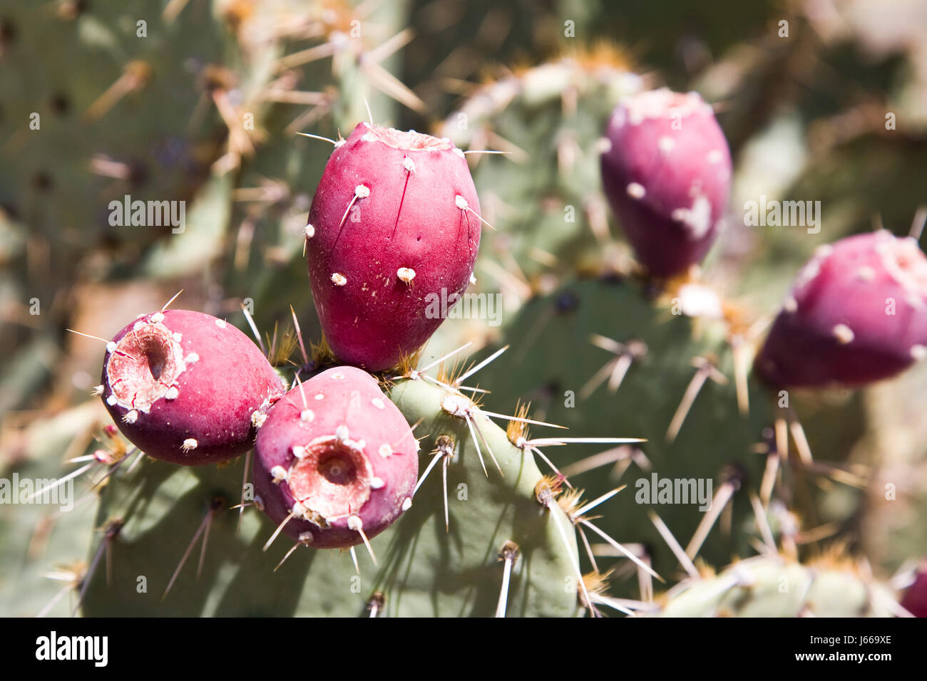 prickly pear with red fruits Stock Photo - Alamy