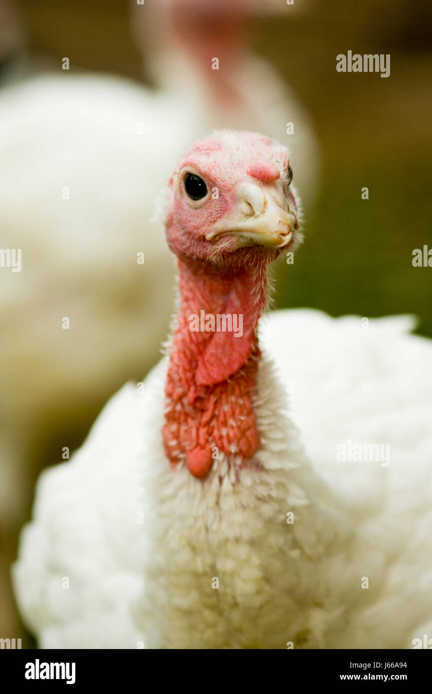 holiday bird turkey big large enormous extreme powerful imposing ...