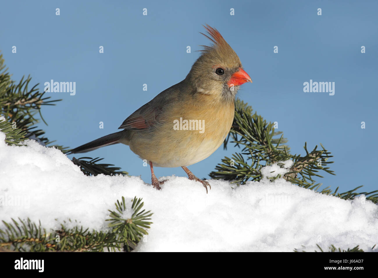 Bird wild snow coke cocaine hi-res stock photography and images - Alamy