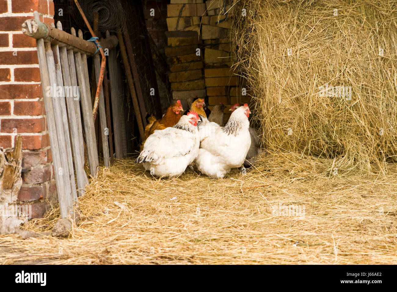 barn stable straw ball farm straw chicken stall animal bird agriculture ...