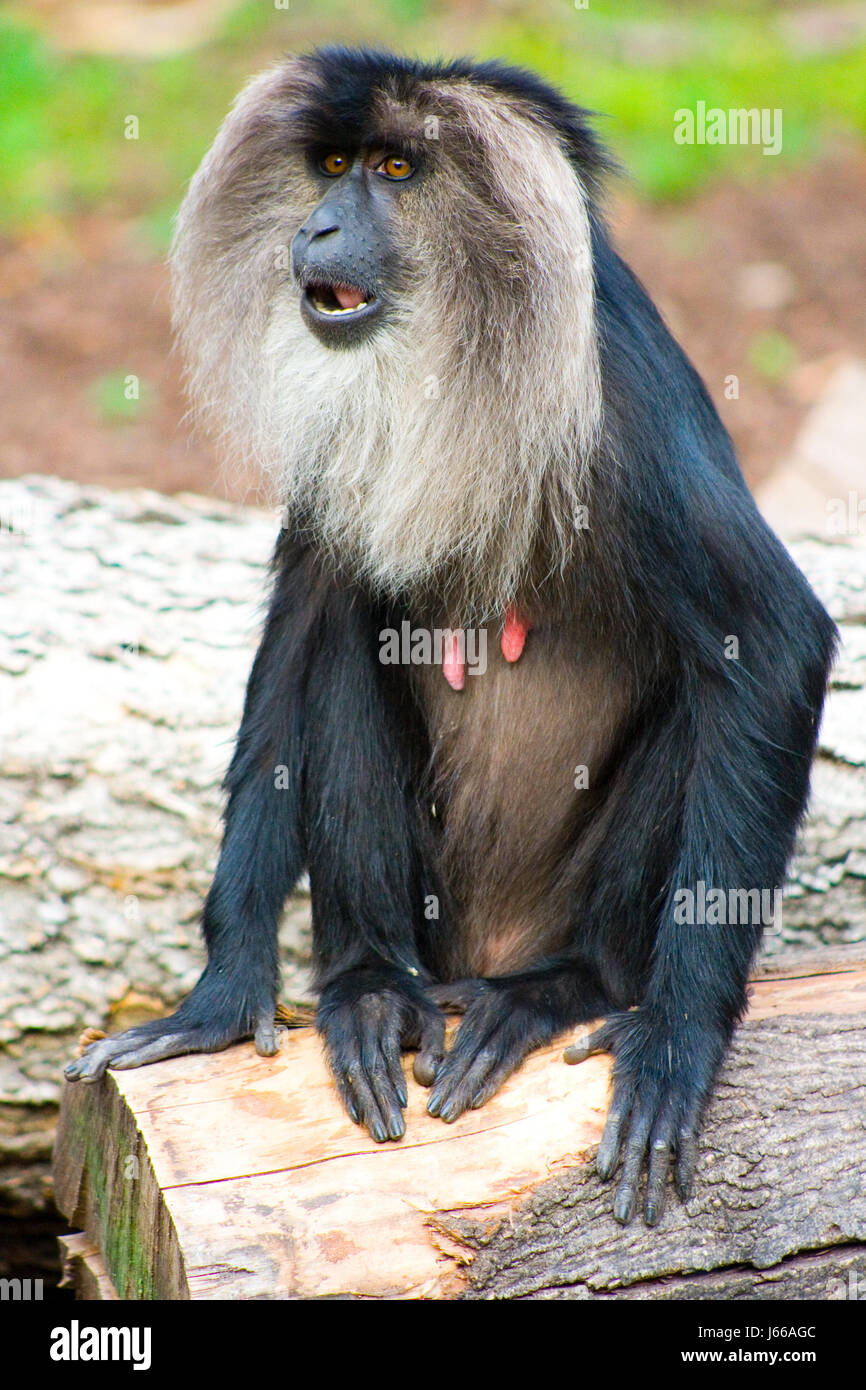 Hüh hi-res stock photography and images - Alamy