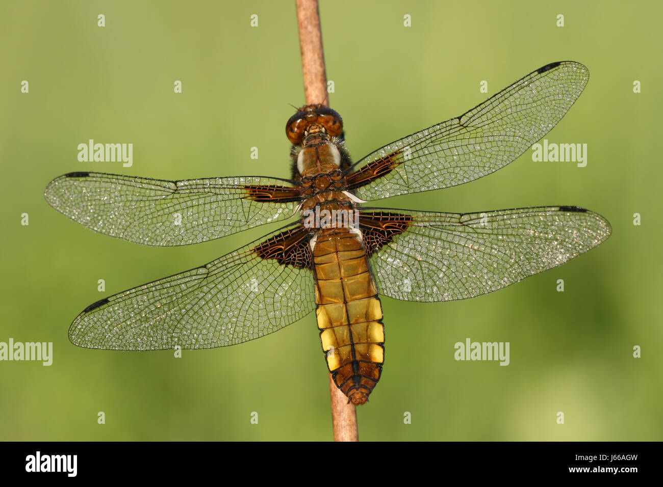 macro close-up macro admission close up view insect dragonfly dew bug ...