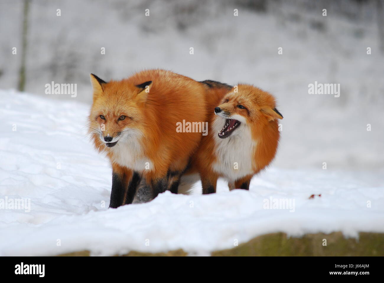 foxes in winter Stock Photo - Alamy