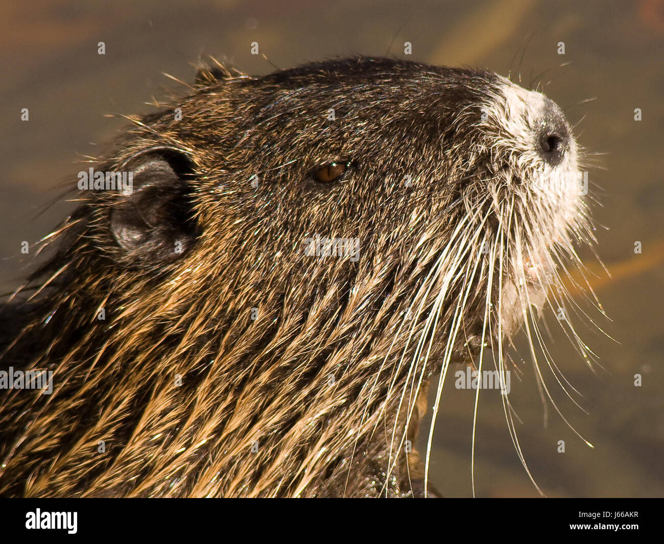 portrait rodent muskrat musk profile food aliment portrait rodent skin ...
