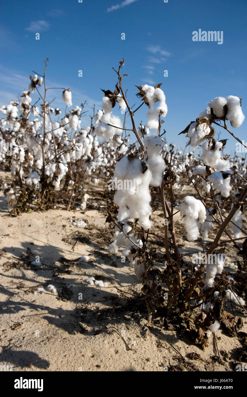 agriculture farming crops cotton textiles plant flower plant ...