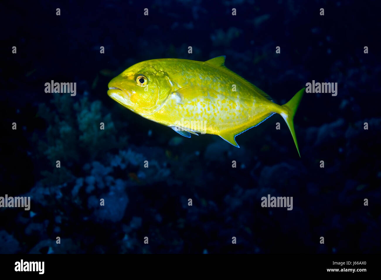 underwater tropical salt water sea ocean water white animal fish black ...