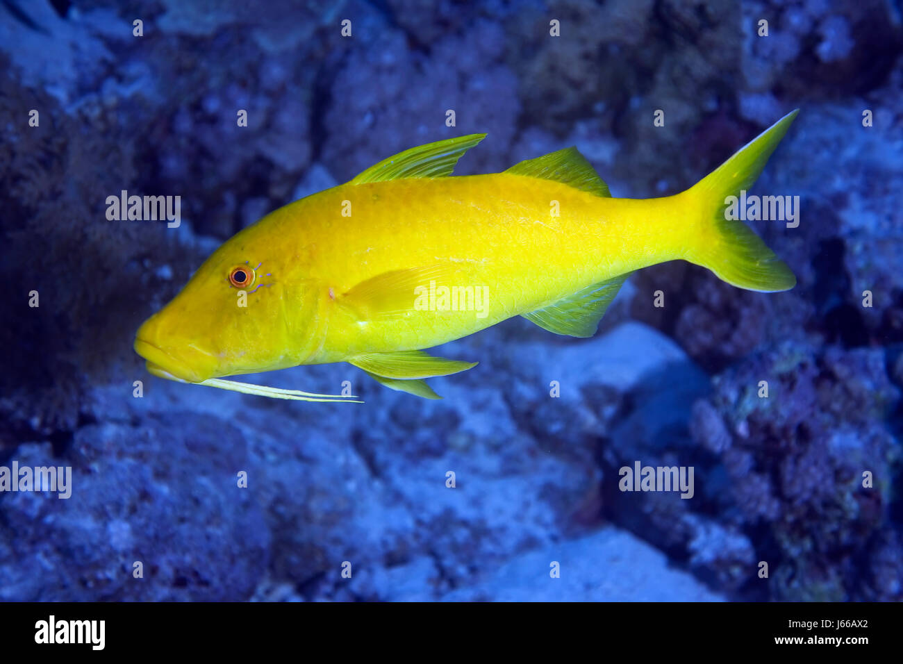 underwater tropical salt water sea ocean water white animal fish black ...