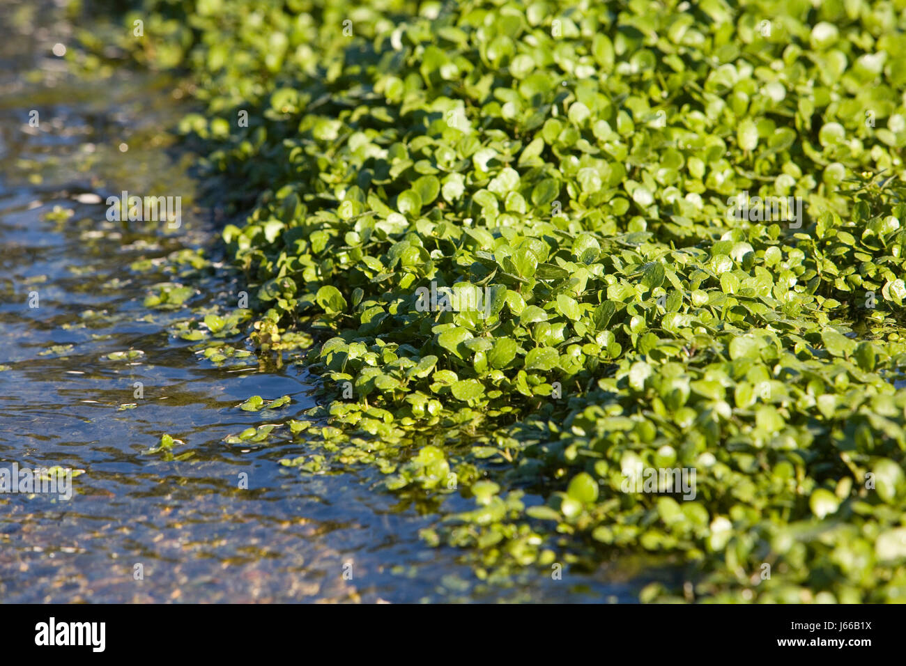 food aliment bed vegetable watercress salad fresh watercress fresh ...