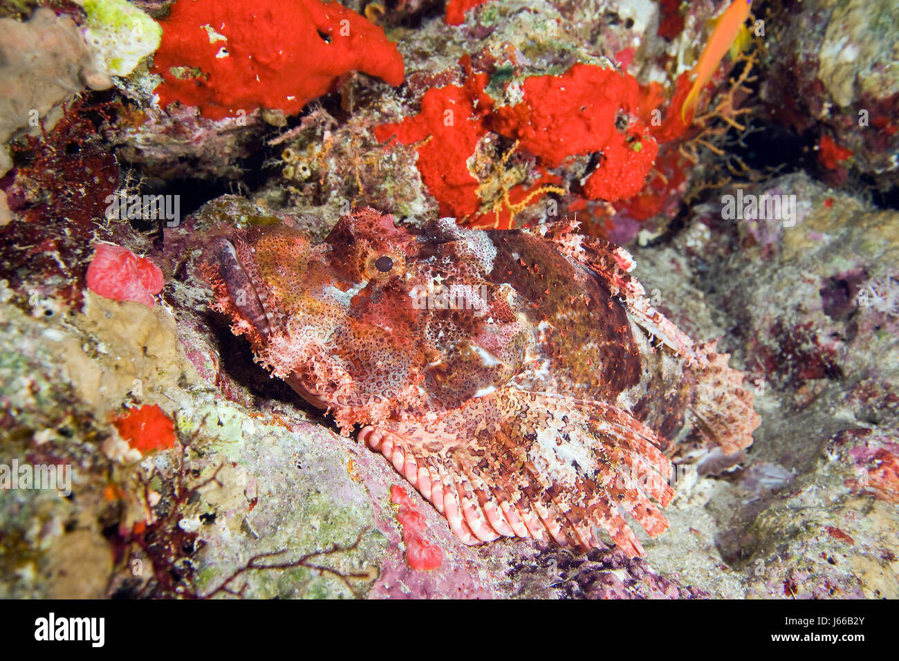 underwater tropical salt water sea ocean water white animal fish black ...