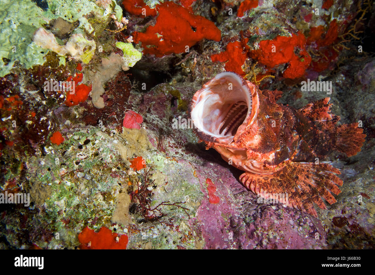 underwater tropical salt water sea ocean water white animal fish black ...