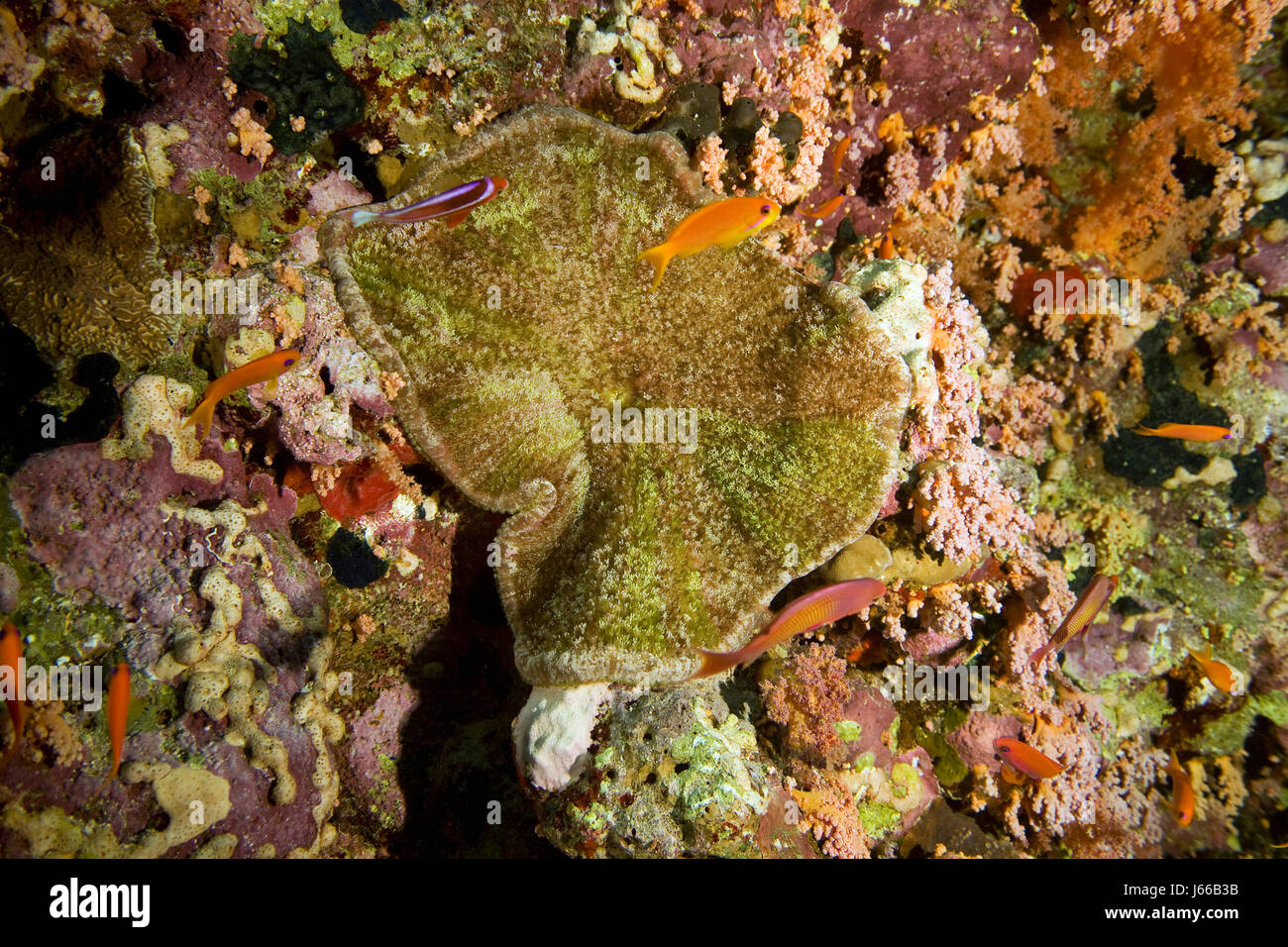 underwater tropical salt water sea ocean water white animal fish black ...