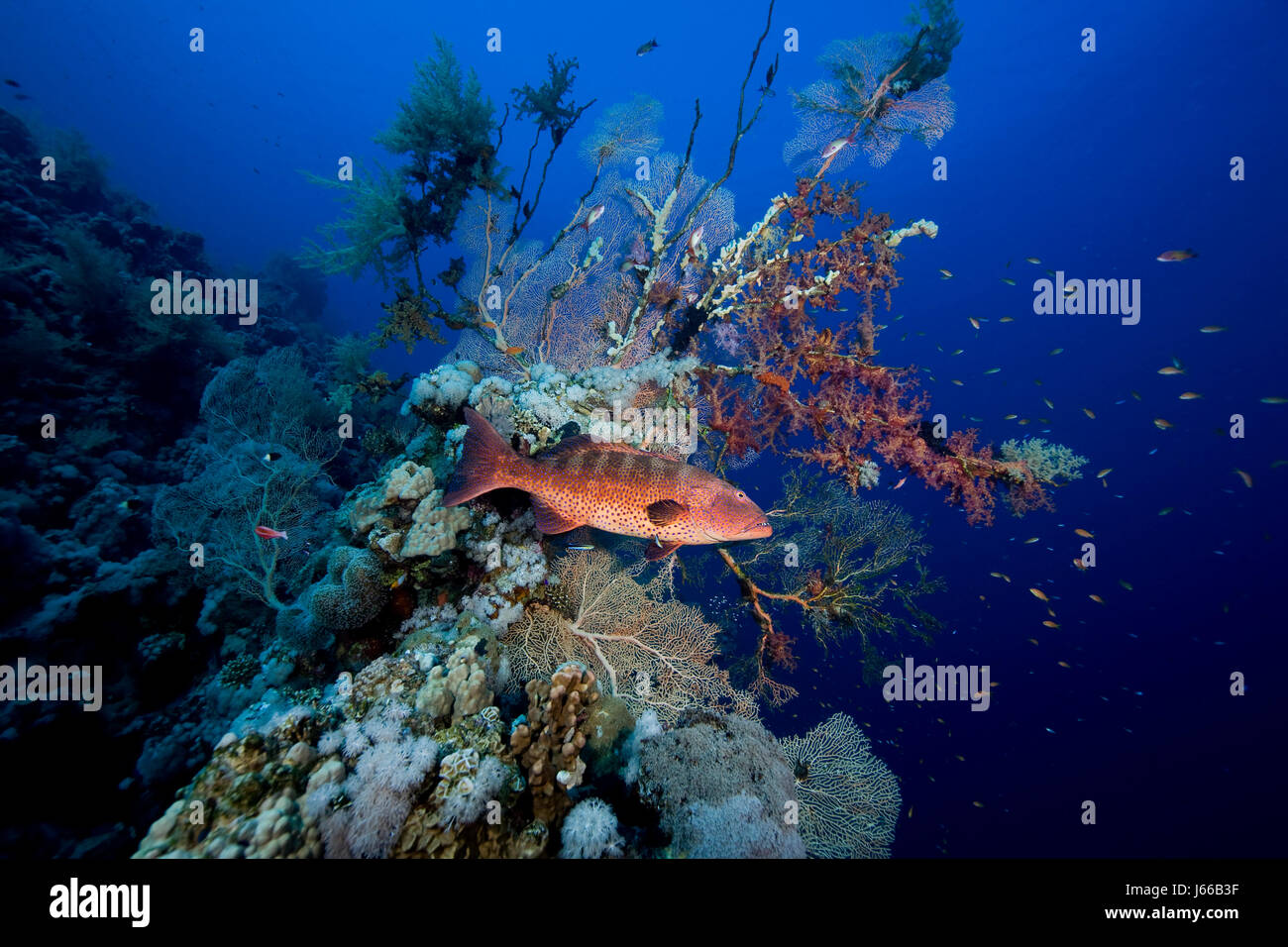 underwater tropical salt water sea ocean water white animal fish black ...