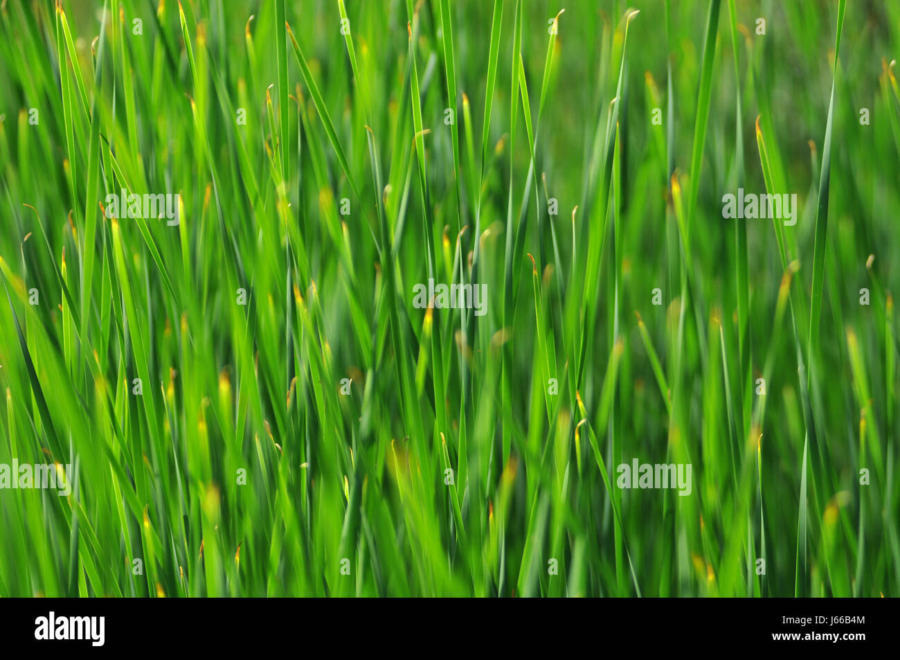 green reed green leaves reed biotop aquatic plant fresh water pond ...