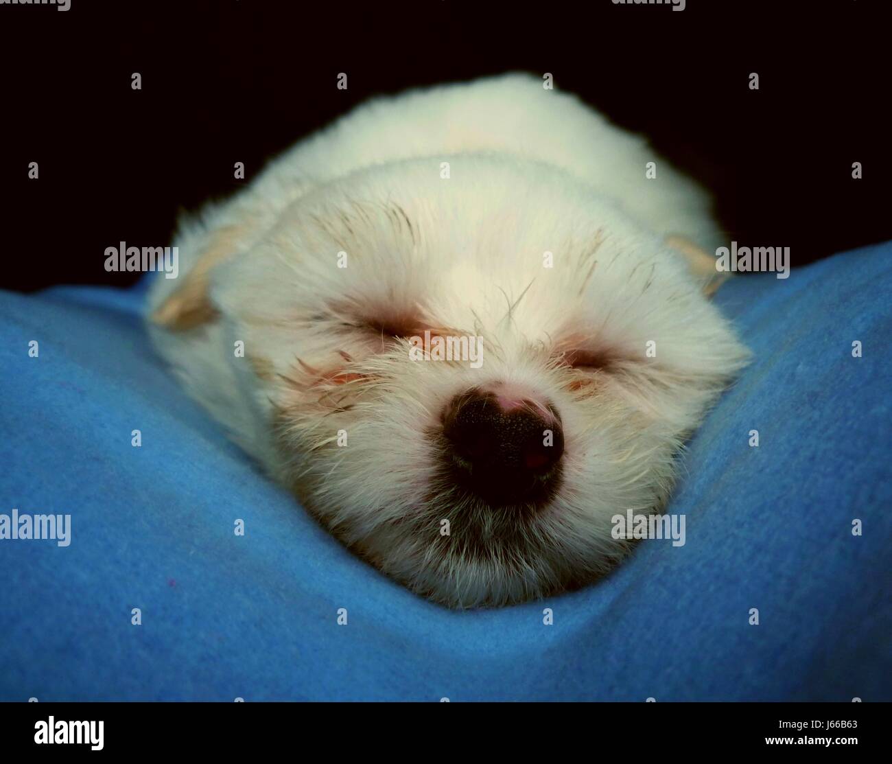 cuddle small tiny little short dog mongrel male dog malteser cuddle ...