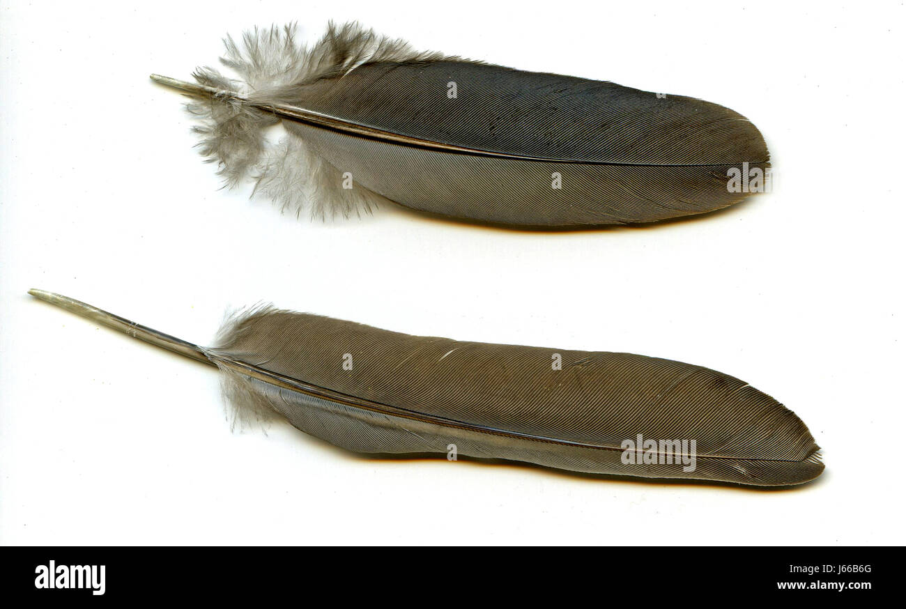 Feathering Cut Out Stock Images & Pictures - Alamy