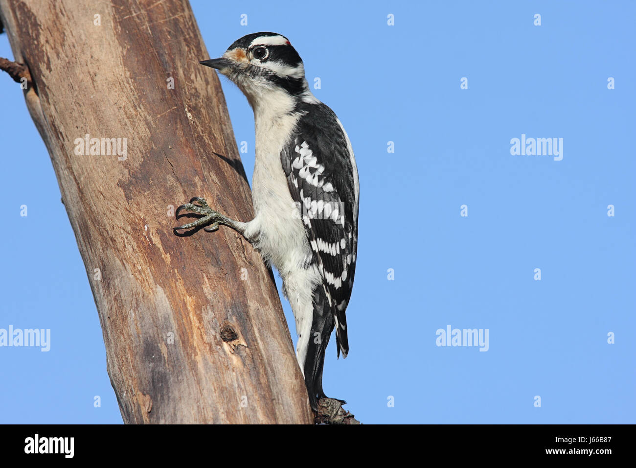 tree bird wild woodpecker wildlife nature blue tree animal bird fauna ...