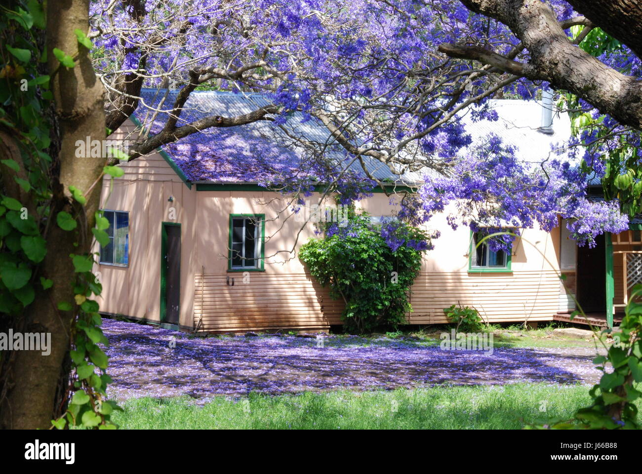 Jacaranda cottage hi-res stock photography and images - Alamy