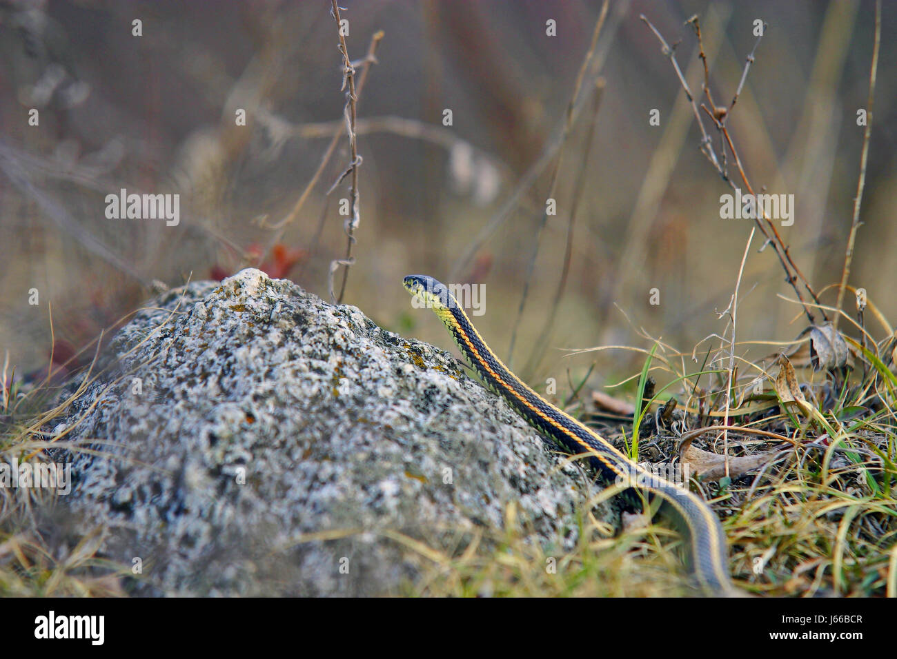 Hop scales hi-res stock photography and images - Alamy