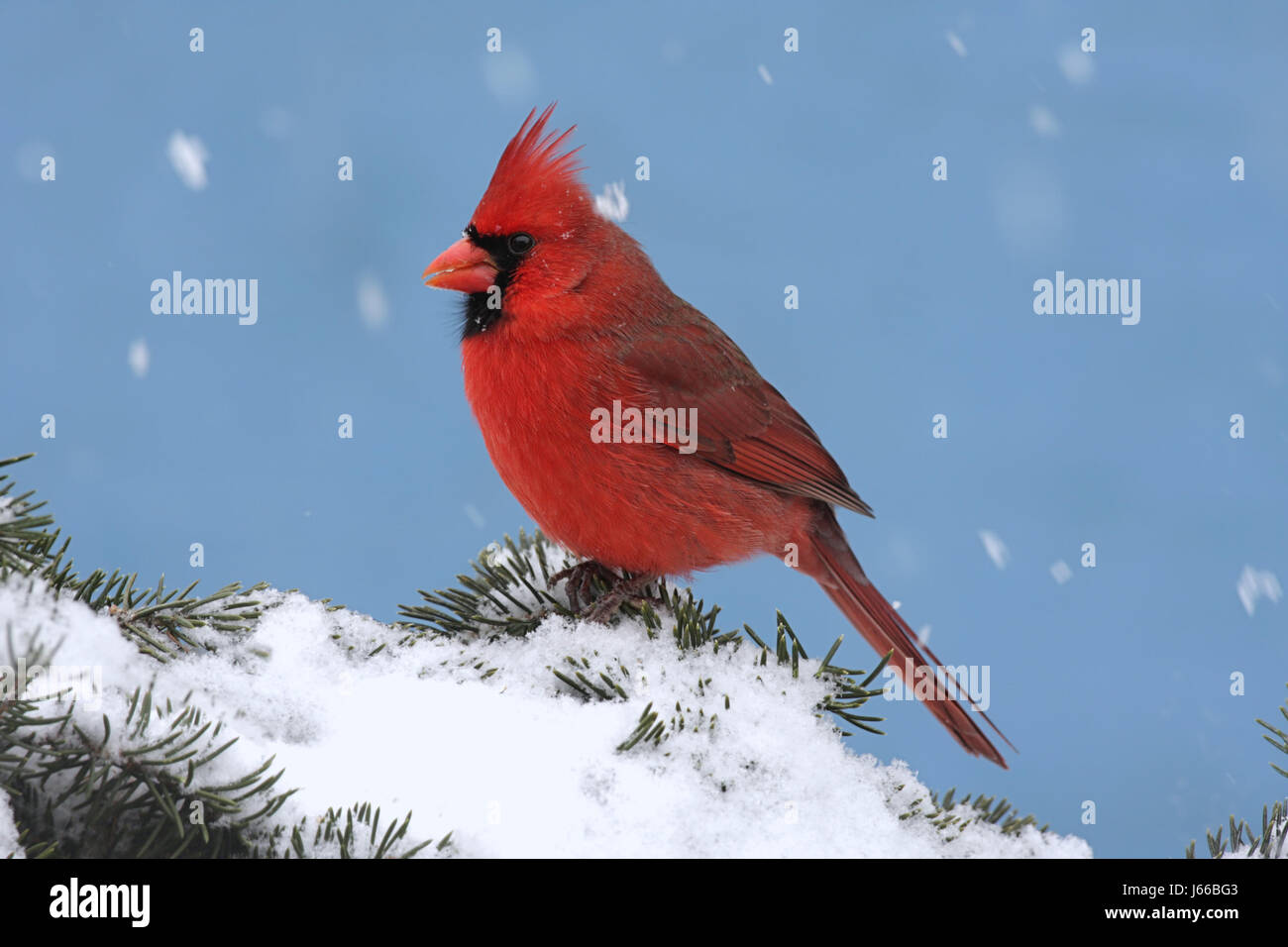 tree bird snow coke cocaine material drug anaesthetic addictive drug ...