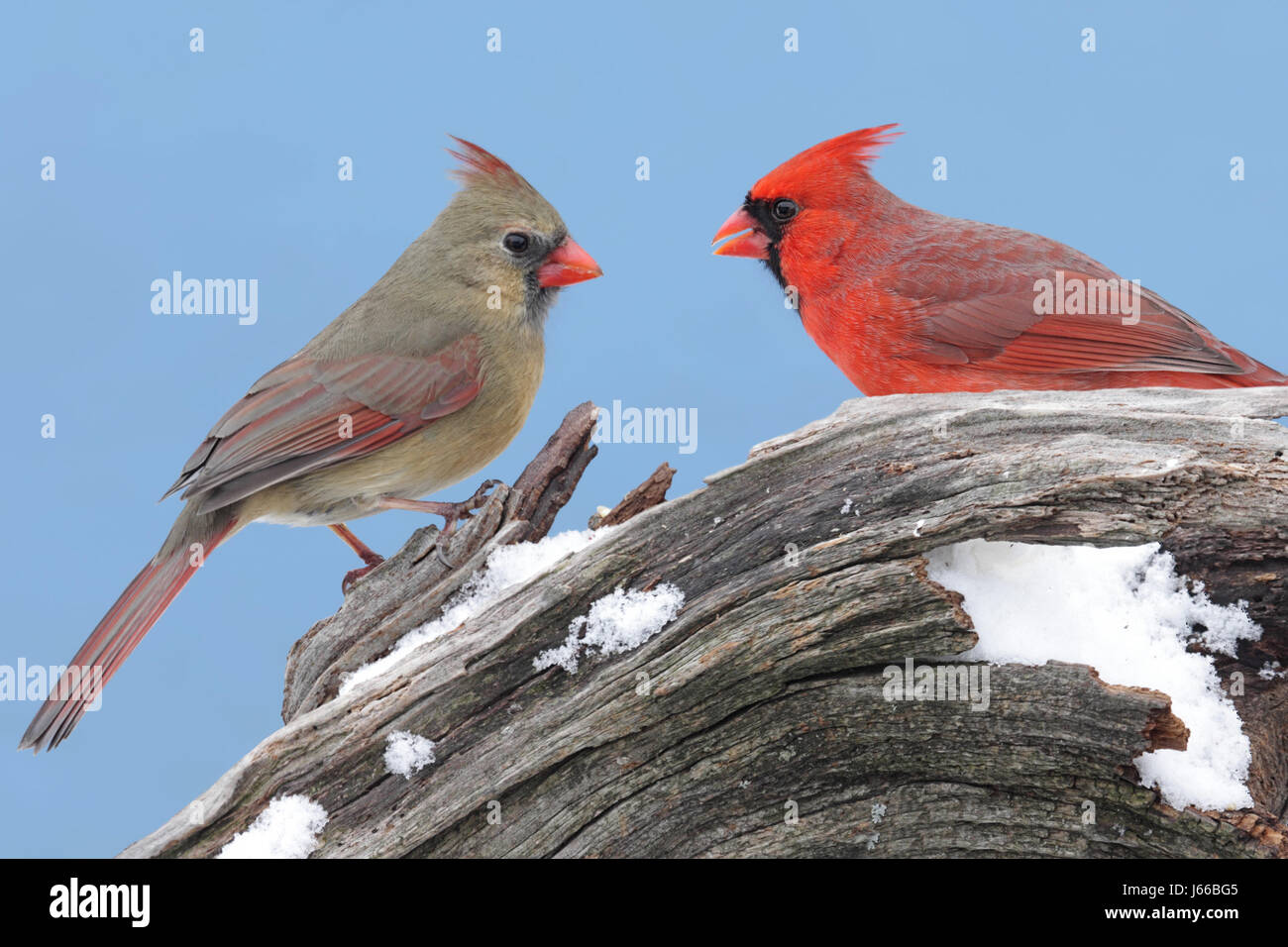 tree bird snow coke cocaine material drug anaesthetic addictive drug ...