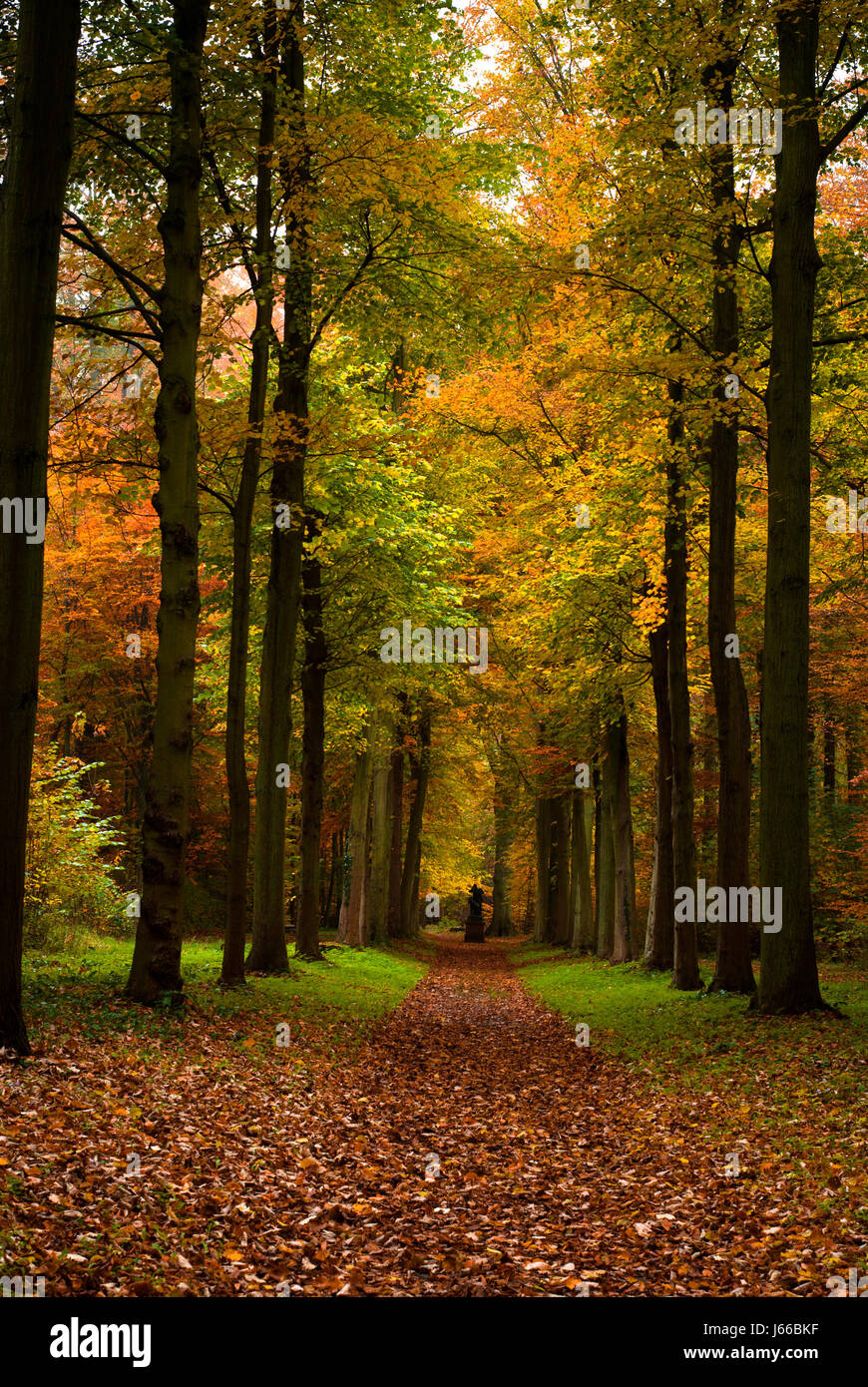 tree trees park season landscape scenery countryside nature colors ...