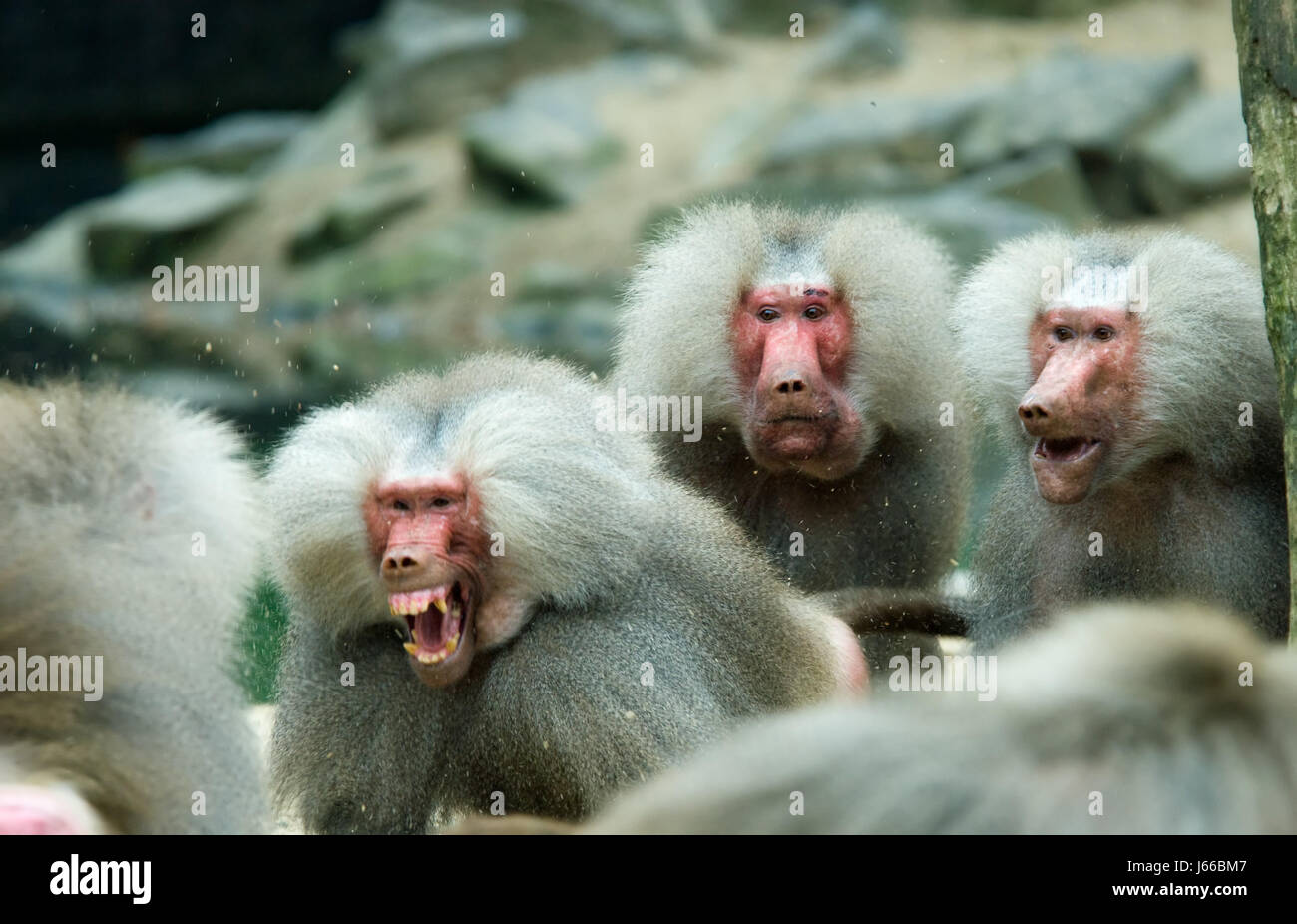 Moving Pictures Of Monkeys