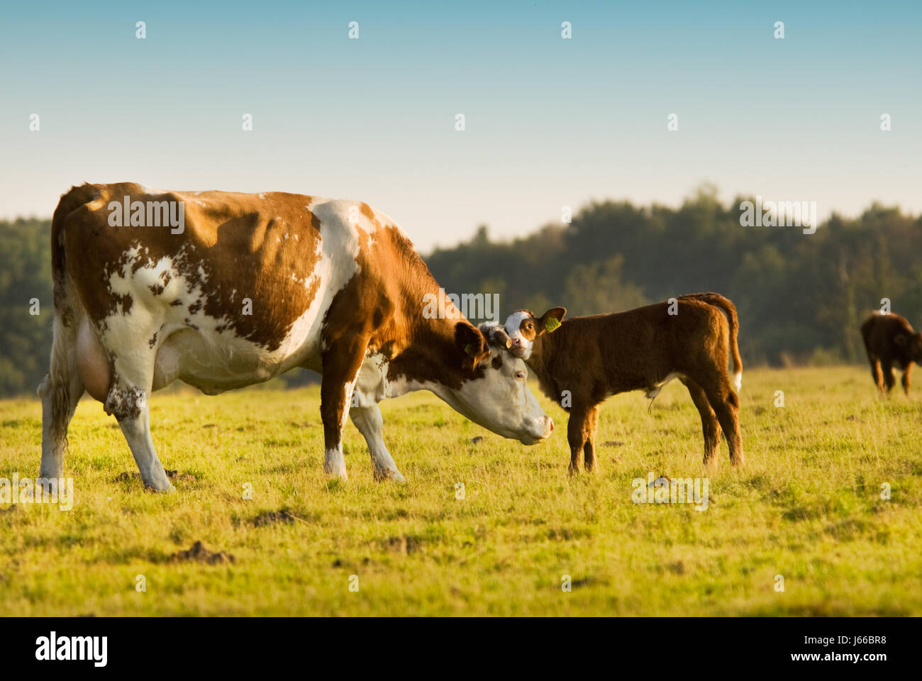 animal agriculture farming spring cow farm cub baby calf love in love ...