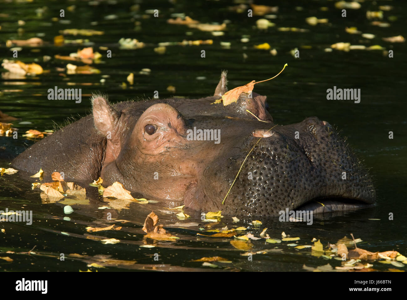 animal mammal look glancing see view looking peeking looking at ...