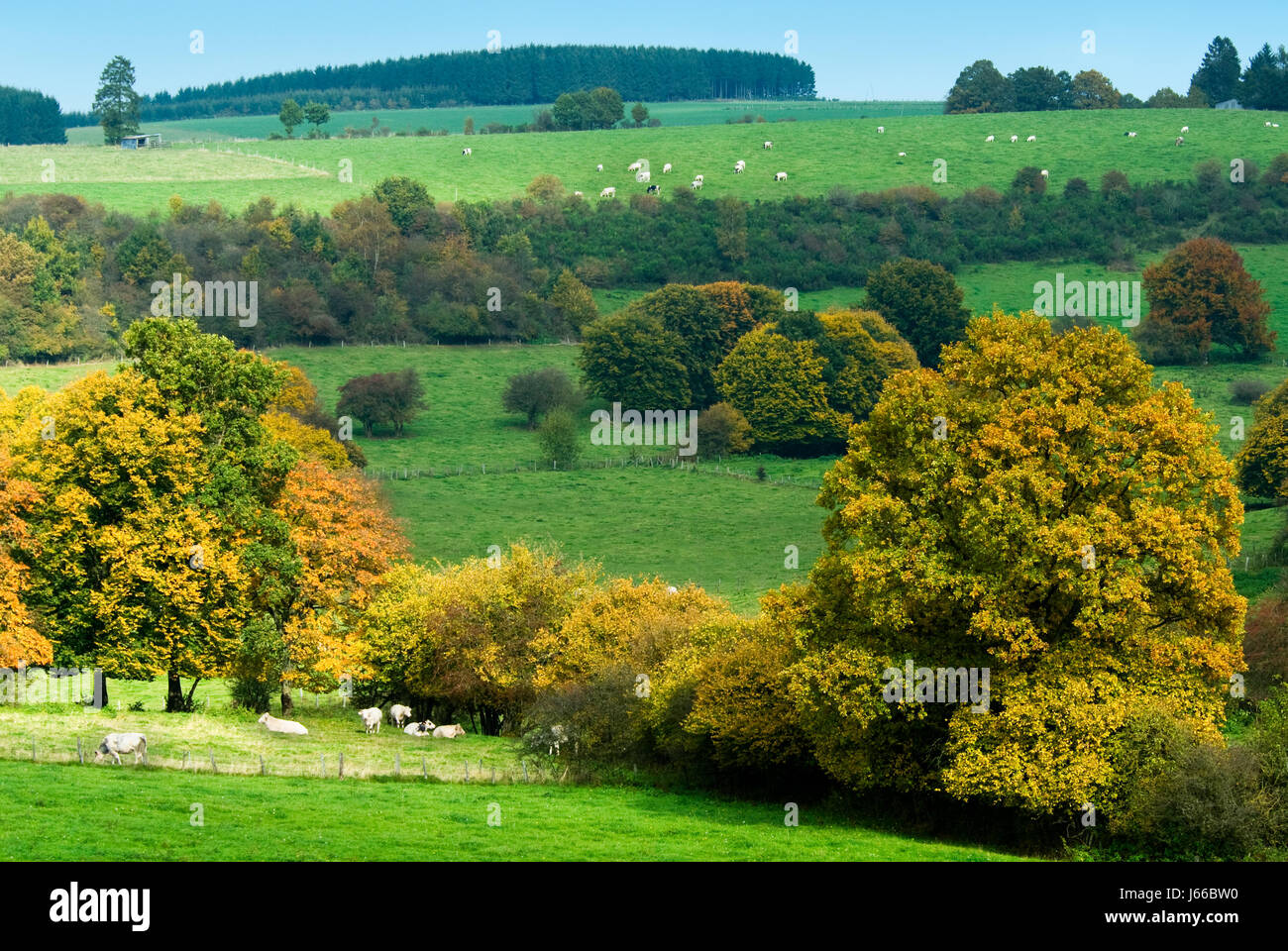 agriculture farming belgium cow country graze landscape scenery ...