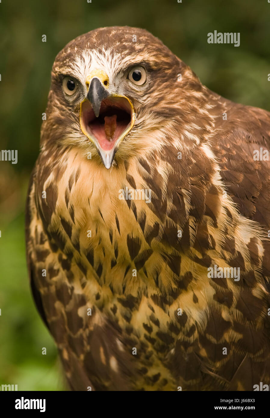 animal bird animals birds wildlife buzzard animal bird wild animals ...
