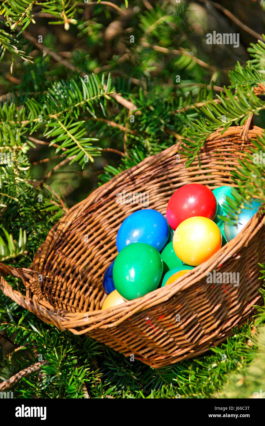 tree coloured colourful gorgeous multifarious richly coloured branches ...