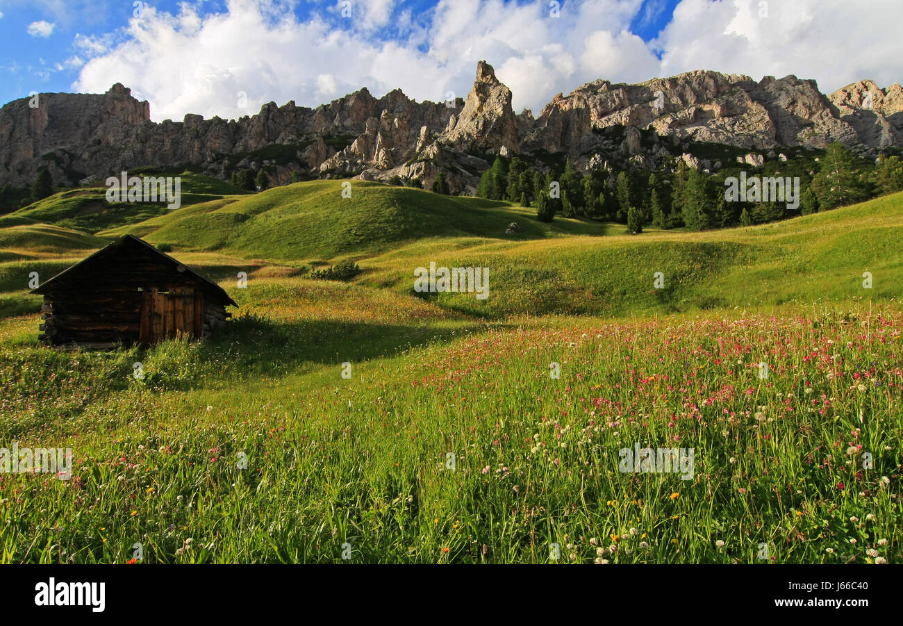 flower meadows at cir Stock Photo - Alamy
