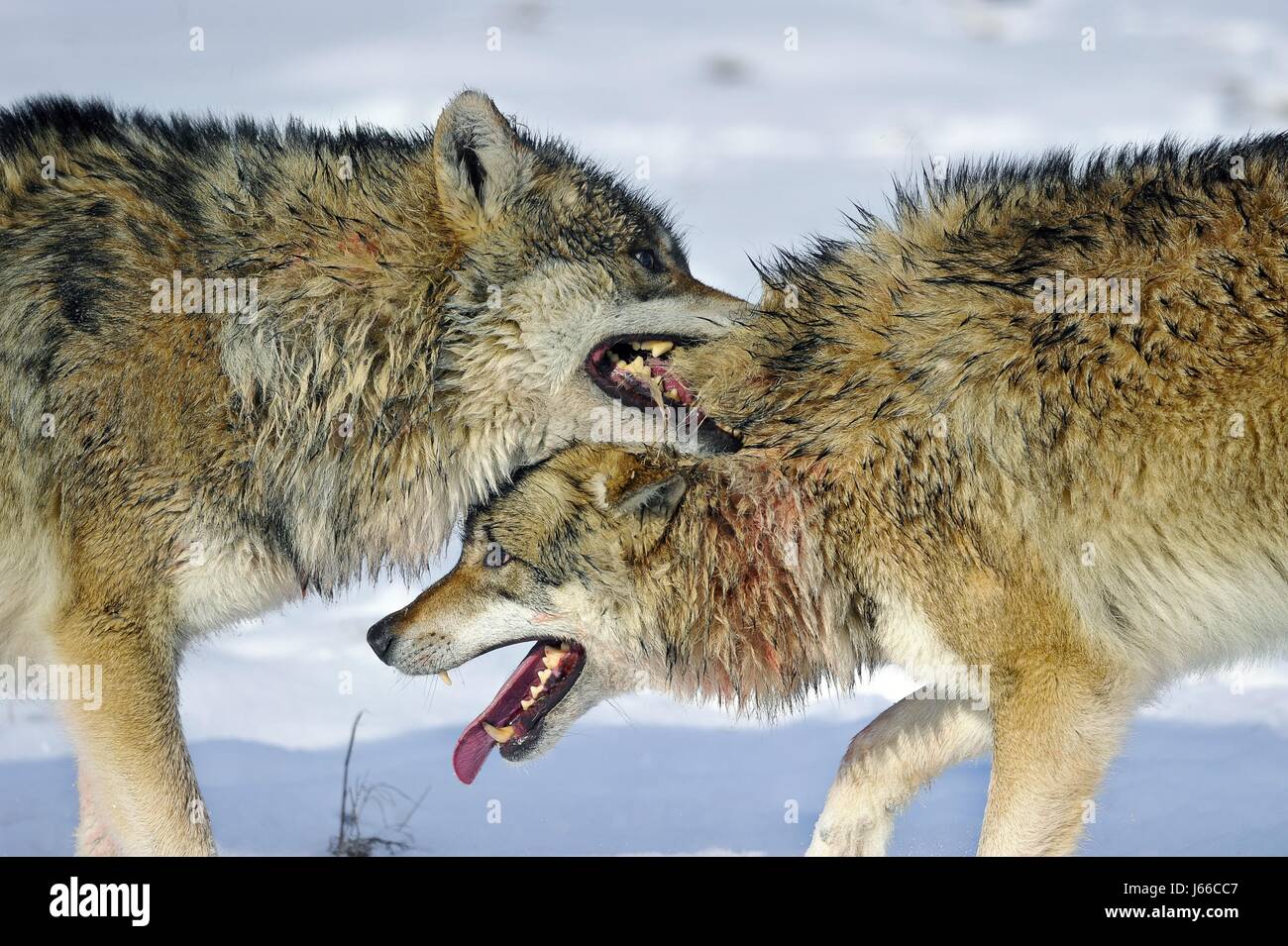 wolves - fight to the ranking Stock Photo - Alamy