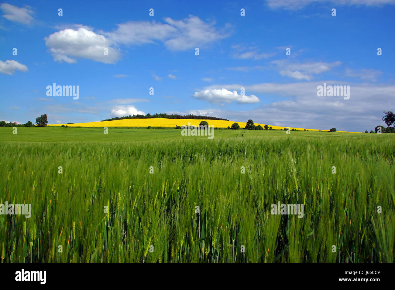 field spring May grain field mountain scenery countryside nature grain ...