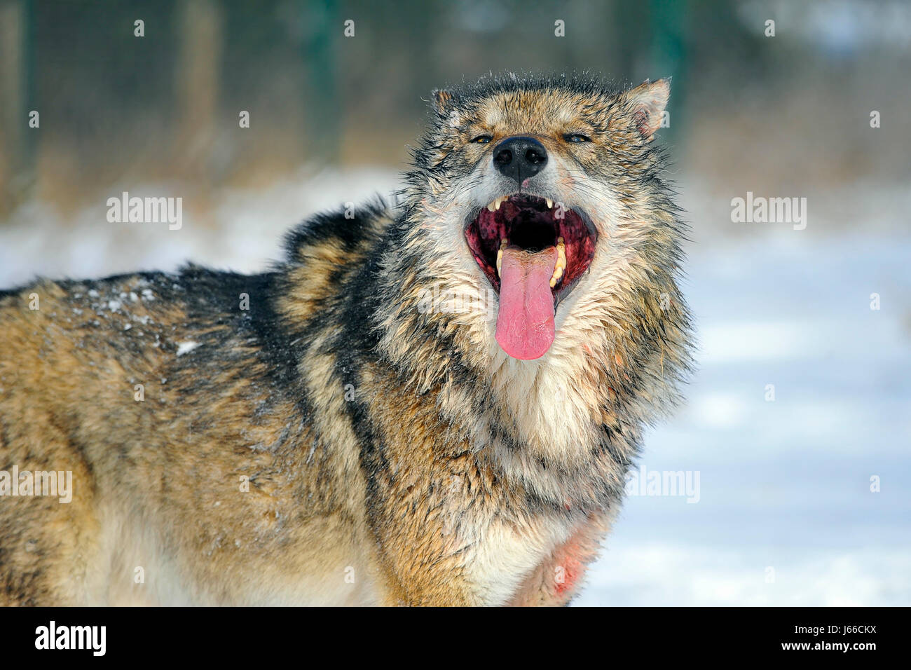 tongue portrait eyes predator wolf breathe winter mammal teeth tongue ...