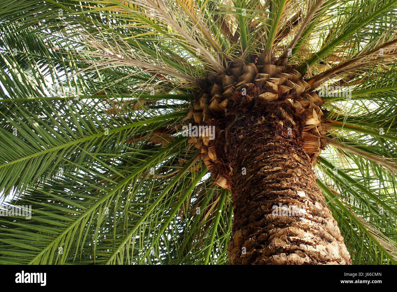 green palm tree piece section segment part area head of a tree leaf ...