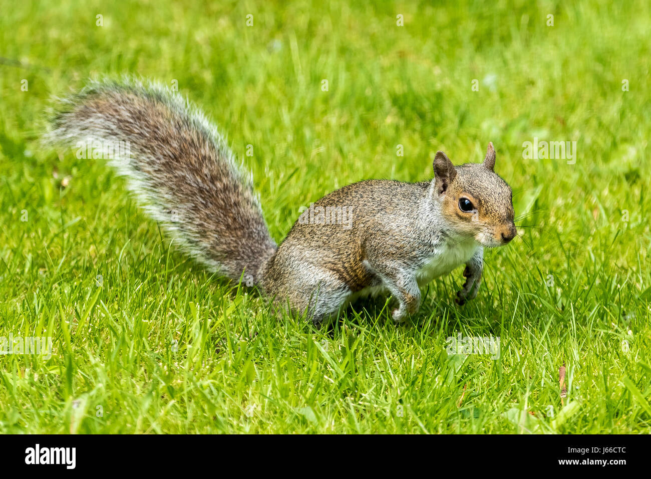 Fremonts or gray grey squirrel hi-res stock photography and images - Alamy