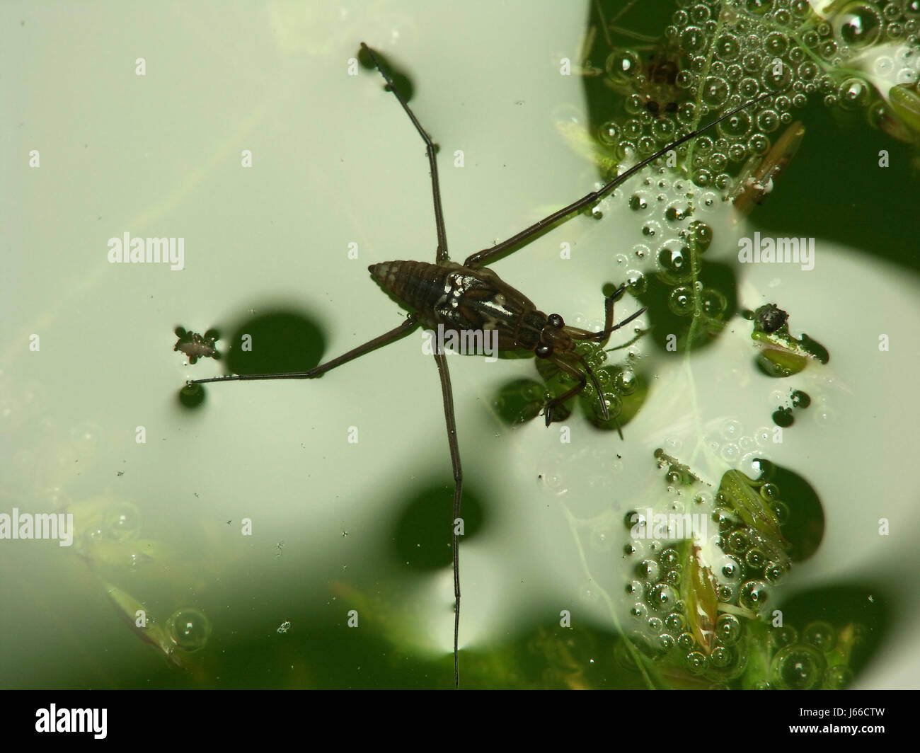 Vibrationssinnesorgane hi-res stock photography and images - Alamy