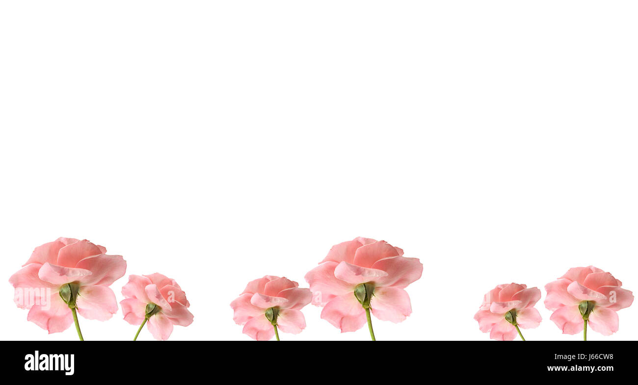 Floral border Cut Out Stock Images & Pictures - Alamy