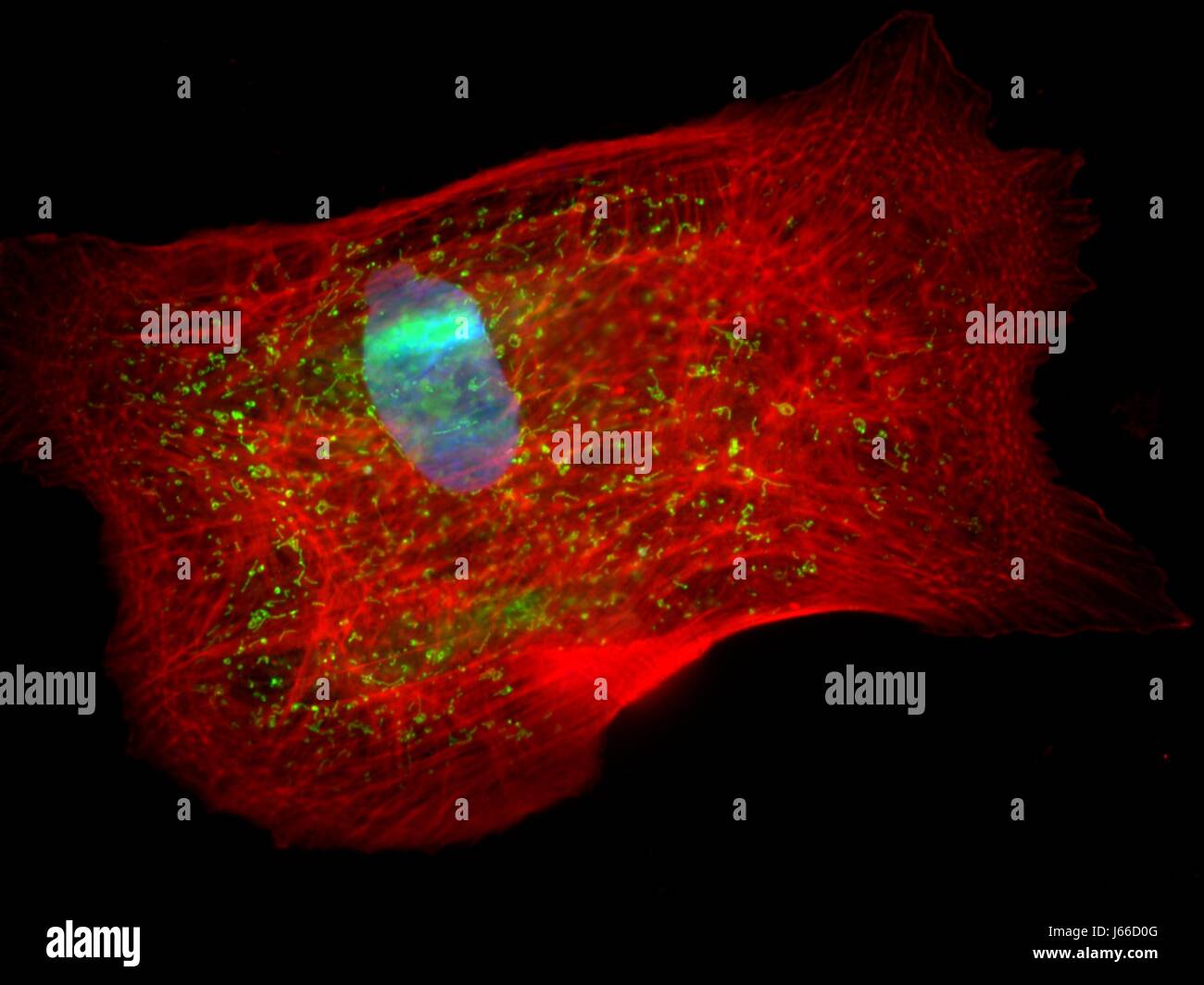 Gfp hi-res stock photography and images - Alamy