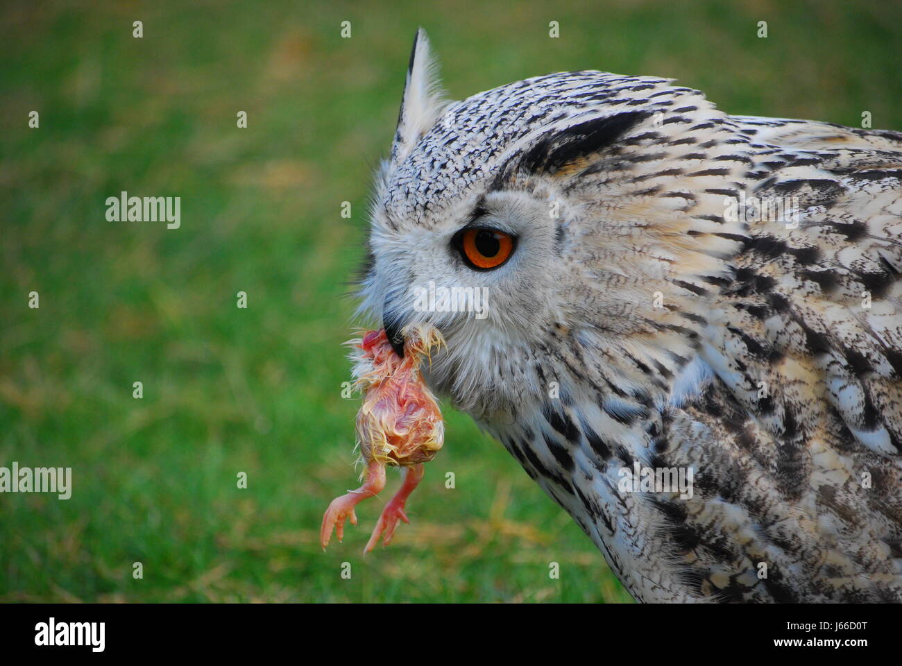 owl with prey Stock Photo - Alamy