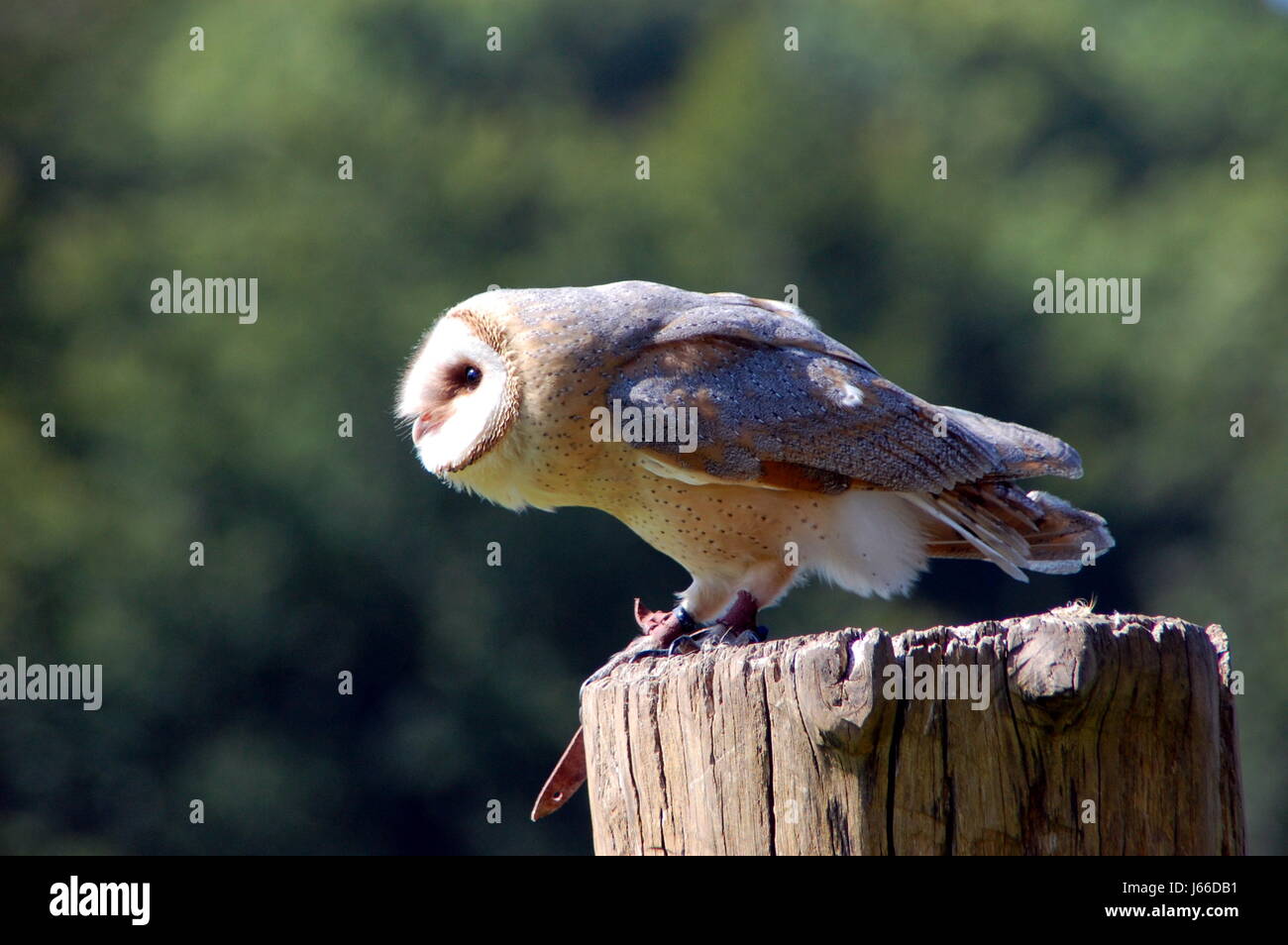 Strigid hi-res stock photography and images - Alamy
